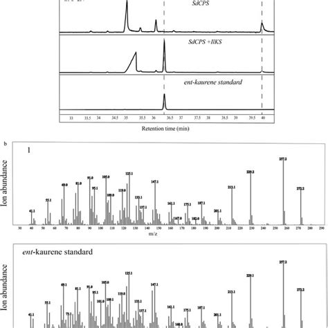 Gc Ms Analysis Of Diterpene Products From Hexane Extracts Of
