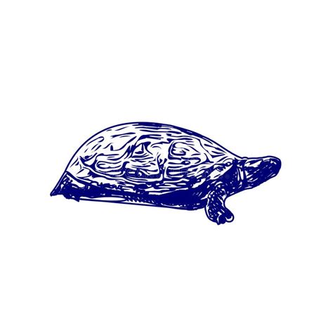 Blue Line Sketch And Hand Drawn Drawing Of A Land Turtle Stock Illustration Illustration Of