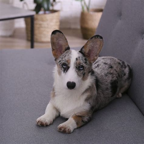 9 Dogs With Blue Eyes Thatll Have You Mesmerized Blue Merle Corgi