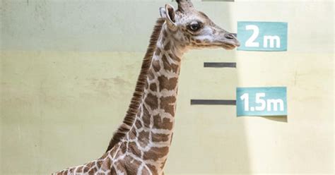 에버랜드 생후 20일 기린 ‘마루 공개…키 2m 훌쩍 넘어