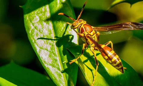 Are Paper Wasps Aggressive Our Warning Pests Banned