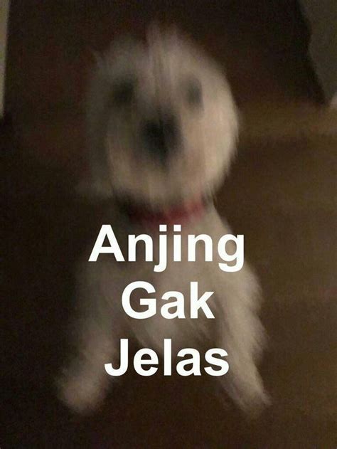 meme anjing emosi marah kesel orang lucu ngakak random receh anak twitter facebook twt fb funny ...