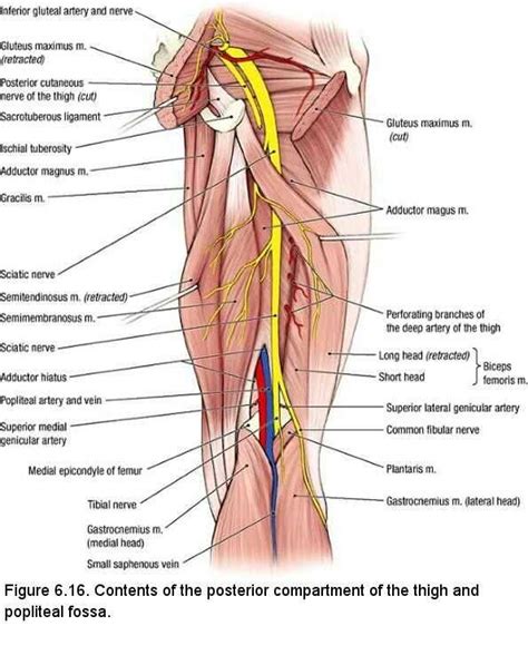 Exploring The Pathways Of The Sciatic Nerve In The Leg