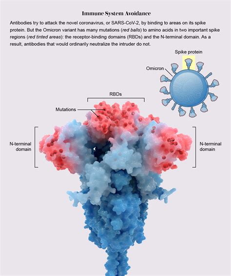 Omicrons Surprising Anatomy Explains Why It Is Wildly Contagious