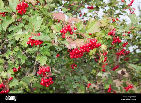 Big Tree With Bright Red Berries Of Viburnum Stock Photo Alamy