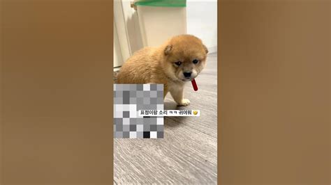 응가하는강아지 표정 😂동물쇼츠 Shorts 강아지응가 Youtube