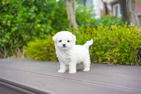 비숑프리제분양 꼬미 쪼꼬미 비숑 인천말티즈분양 인천포메라니안분양 인천푸들분양 인천말티푸분양