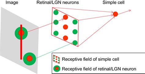 the receptive field of a simple cell download scientific diagram
