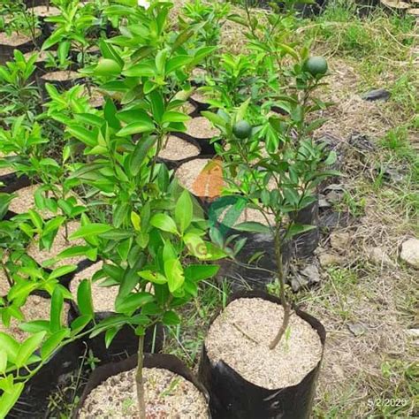 Jual Bibit Jeruk Chokun Madu Siap Tanam Agro Bibit Id