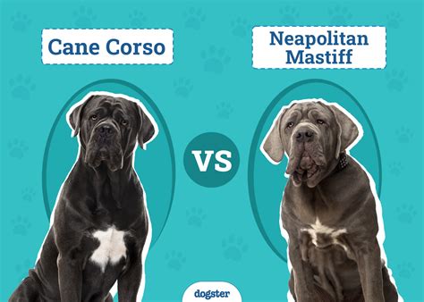 Neapolitan Mastiff And Cane Corso Mix