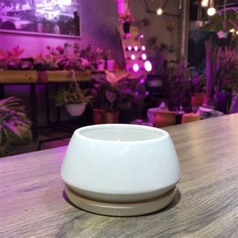 모던 유광 도기화분 화이트 낮은원형 11x7cm 분재화 Ssgcom