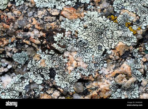 Bark Of Tree Seamless Tileable Texture Stock Photo Stock Photo Alamy