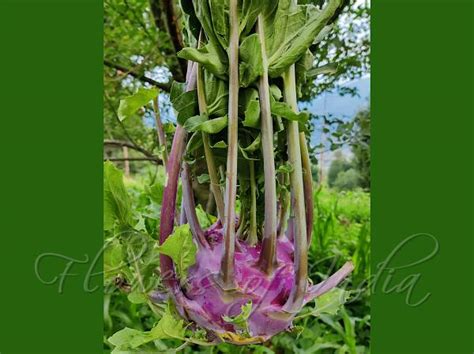 Brassica Oleracea Var Gongylodes Cabbage Turnip