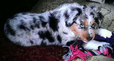 What Size Crate Does A Mini Aussie Need At Ryan Mcgovern Blog