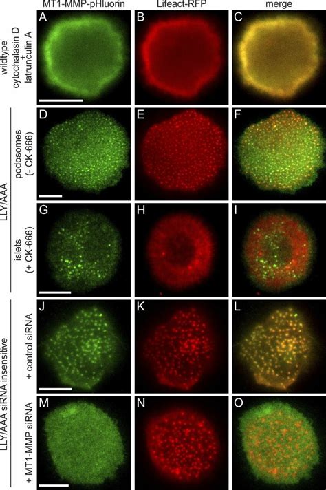 The F Actin Anchoring Lly Motif In The Mt1 Mmp C Terminus Is Critical Download Scientific