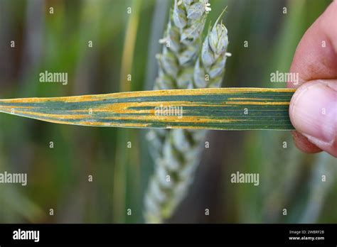 Yellow Or Stripe Rust Puccinia Striiformis Var Striiformis A Severe Infection On A Wheat Crop