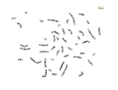 solved find homologous chromosome pairs by observing their