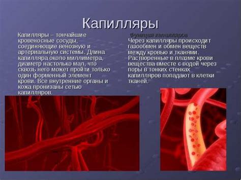 Где находятся капилляры – характеристика и виды, функции, заболевания