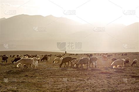 日落时分，草原上背光的鸟群。