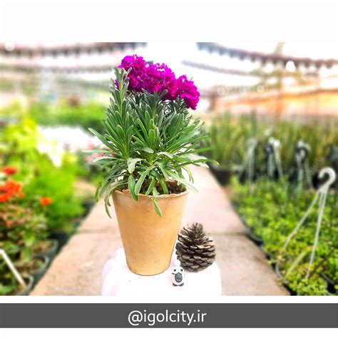 گل شب بو گروه تولیدی گل و گیاه آی گل