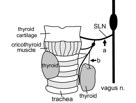 schematic diagram of the anatomical arrangement of the sln main trunk