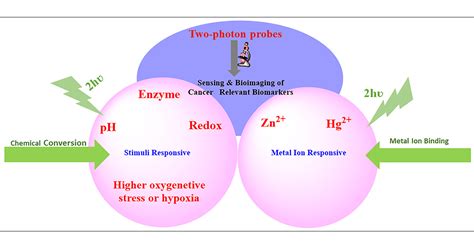 Small Two Photon Organic Fluorogenic Probes Sensing And Bioimaging Of