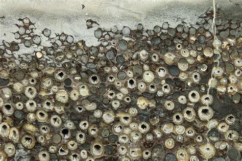 6 7 Polished Fossil Teredo Shipworm Bored Wood England 279333 For Sale