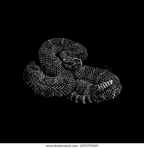 Rattlesnake Hand Drawing Vector Isolated On Stock Vector Royalty Free