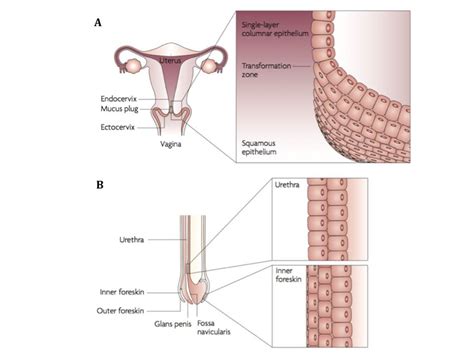 Hiv Transmission Sexually Hiv Transmission Sexually