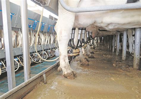 This Weird Algae Can Cause Severe Infections In Animals The Western