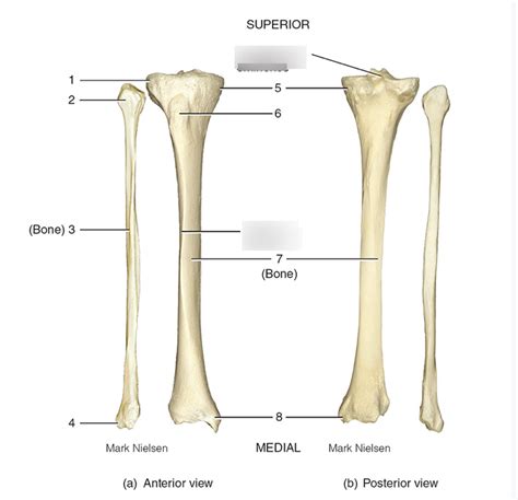 Fibula And Tibia Diagram Quizlet