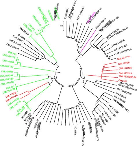 upgma dendrogram of 80 samples from 16 inbred lines based on genetic