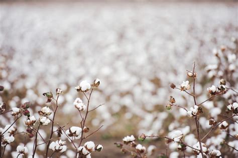 Cotton Facing Climate Risks Within Years Apparel Insider