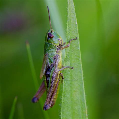 Crouching Grasshopper Hidden Bug By Creative Photo Uk On Deviantart