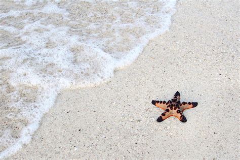 100 무료 여름 불가사리 And 불가사리 이미지 Pixabay