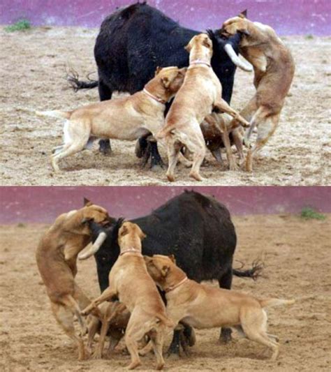 도사견vs황소 도사견vs스페인황소 핏불vs황소 핏불테리어vs황소 도사견 황소 싸움 스페인 암소 잡는 도사견 도고 카나리오 맹견 전투력 도사견 Pit