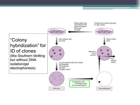 Nucleic Acid Hybridization Pptx