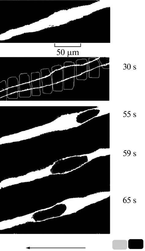Vivid Travel Of A Slow Calcium Signal In A Myotube After Depolarization