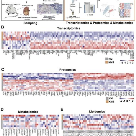 Schematic Overview And Multi Omics Summary Of The Study A Schematic Download Scientific