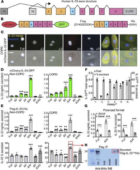 Tonic Secretion Of Il 33 From Airway Epithelial Cells A Human Il33