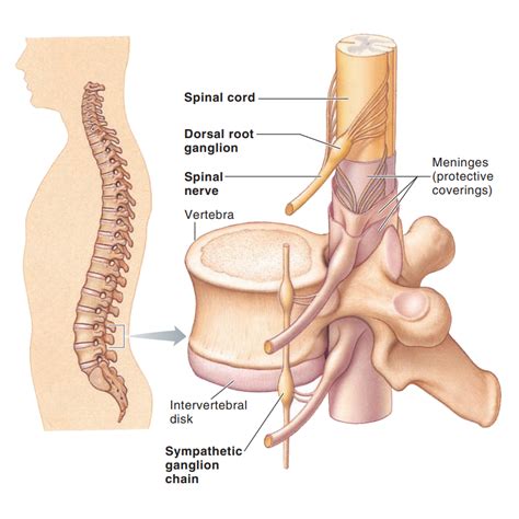 Spinal Kord