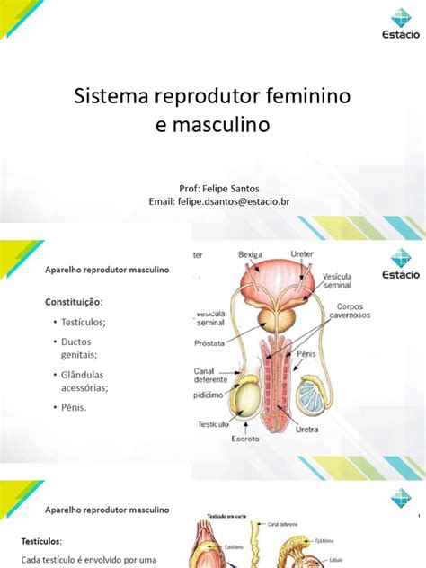 Sistema Reprodutor Feminino E Masculino Pdf Sistema Reprodutivo