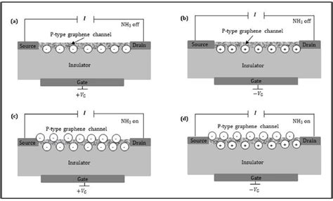 Schematic Cross Sections Of A Graphene Fet Sensor Applied By A