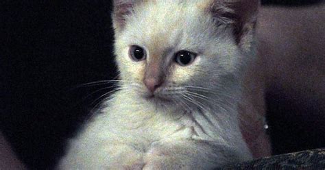 My Six Week Old Flamepoint Album On Imgur