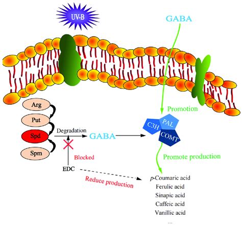 The Speculative Schema Of The Phenolic Compound Synthesis Arg Put Download Scientific