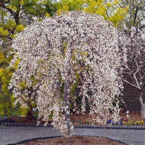 Dwarf Weeping Flowering Trees