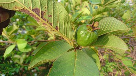Premium Photo Guava Growth On The Tree In The Garden