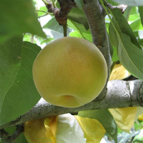 梨の通販 百華園 梨販売 奈良吉野大阿太高原から産地直送。甘くて美味しい廿世紀梨・豊水梨・幸水梨・清澄梨・秋月梨・新高梨