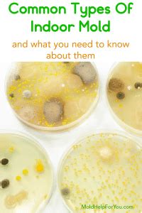 Common Types Of Mold Indoor And Outdoor Mold Help For You