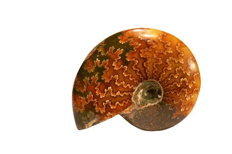 Make Your Fossils Shiny Simple Clearing Polishing Tips How To Find Rocks